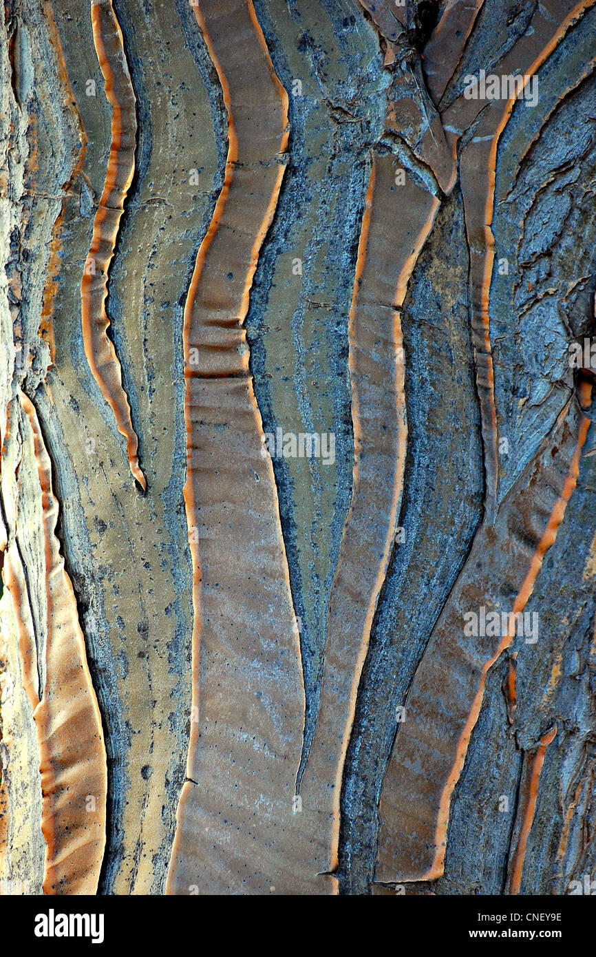 Succulent Tree Bark Stock Photo - Alamy