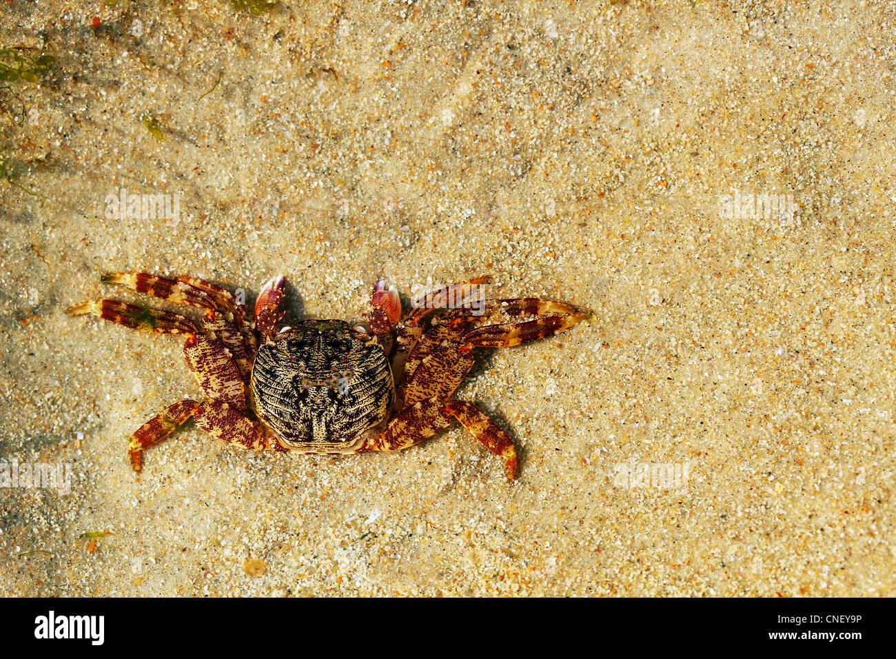 Crab on white sand hi-res stock photography and images - Alamy