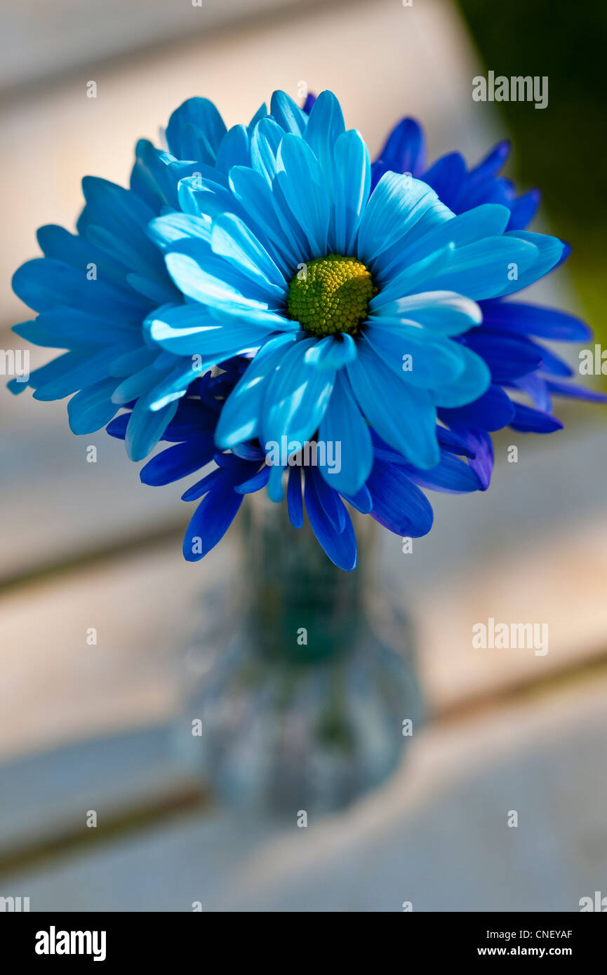 Blue daisies hi-res stock photography and images - Alamy