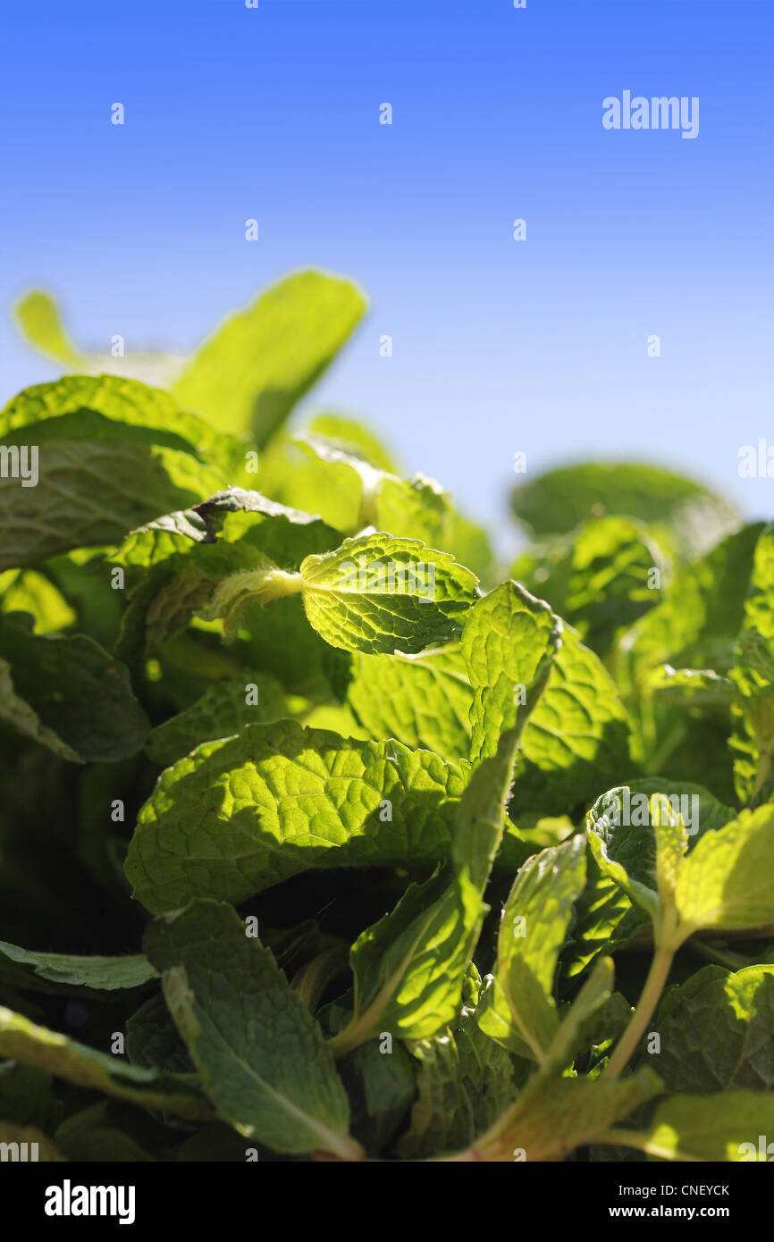 Fresh bunch of spicy flavored and aromatic mint leaves glowing in sun ...