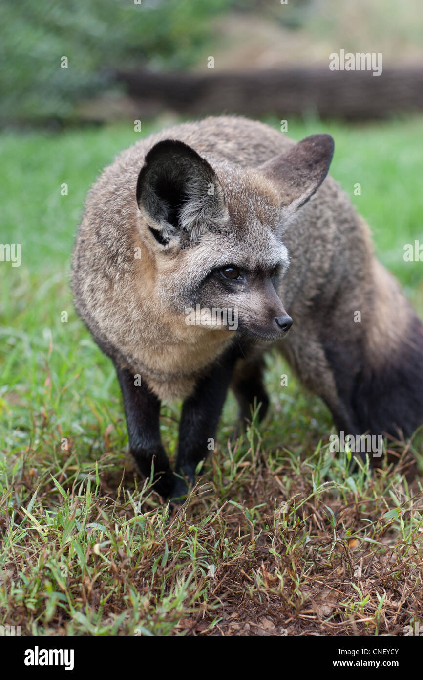 Africa Animals Bat Eared Fox Big Ears Ears Fox Stock Photo - Alamy