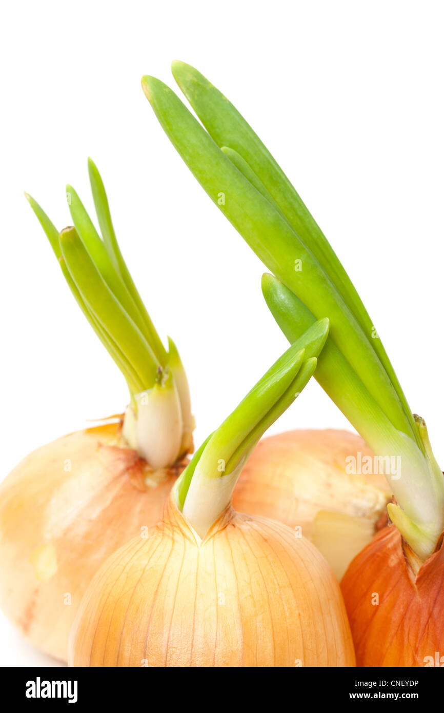 Sprouting Bulb Onions closeup on white background Stock Photo - Alamy