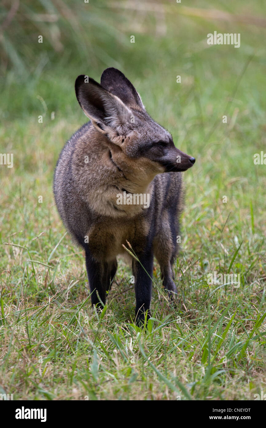 Africa Animals Bat Eared Fox Big Ears Ears Fox Stock Photo - Alamy