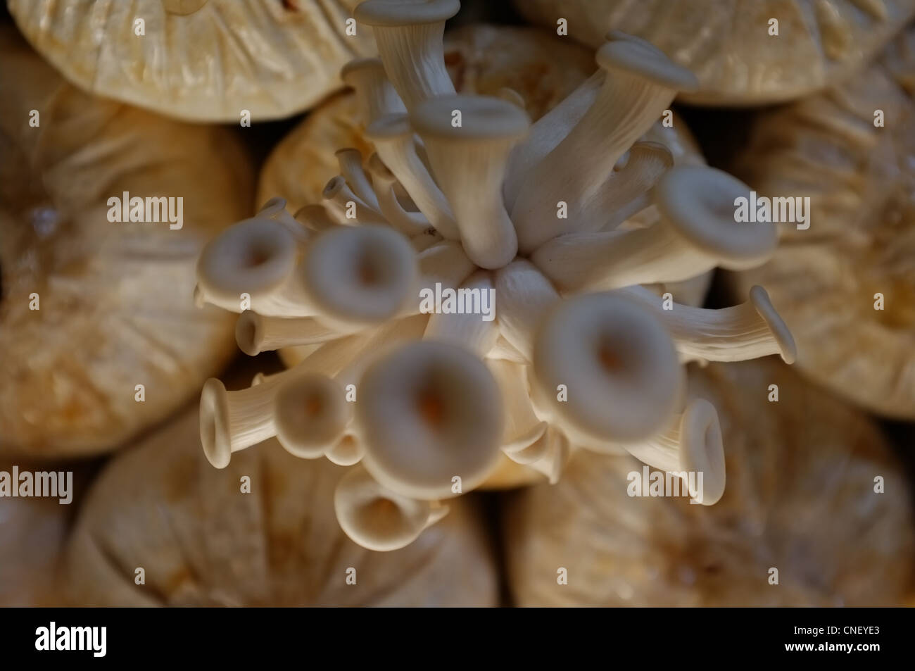 Mushrooms seen here growing under a cool, damp and shaded canopy in a ...