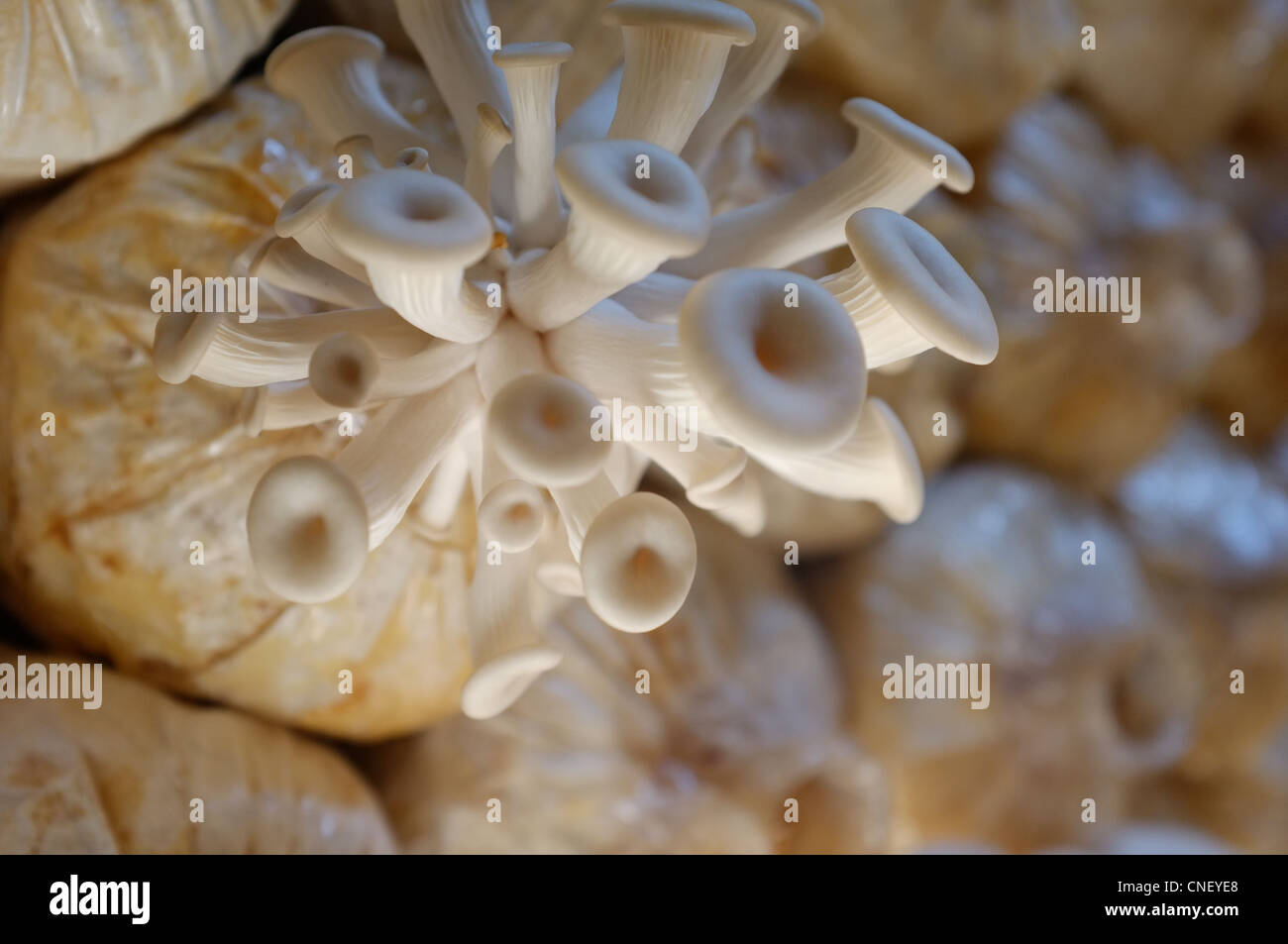 Mushroom canopy hi-res stock photography and images - Alamy
