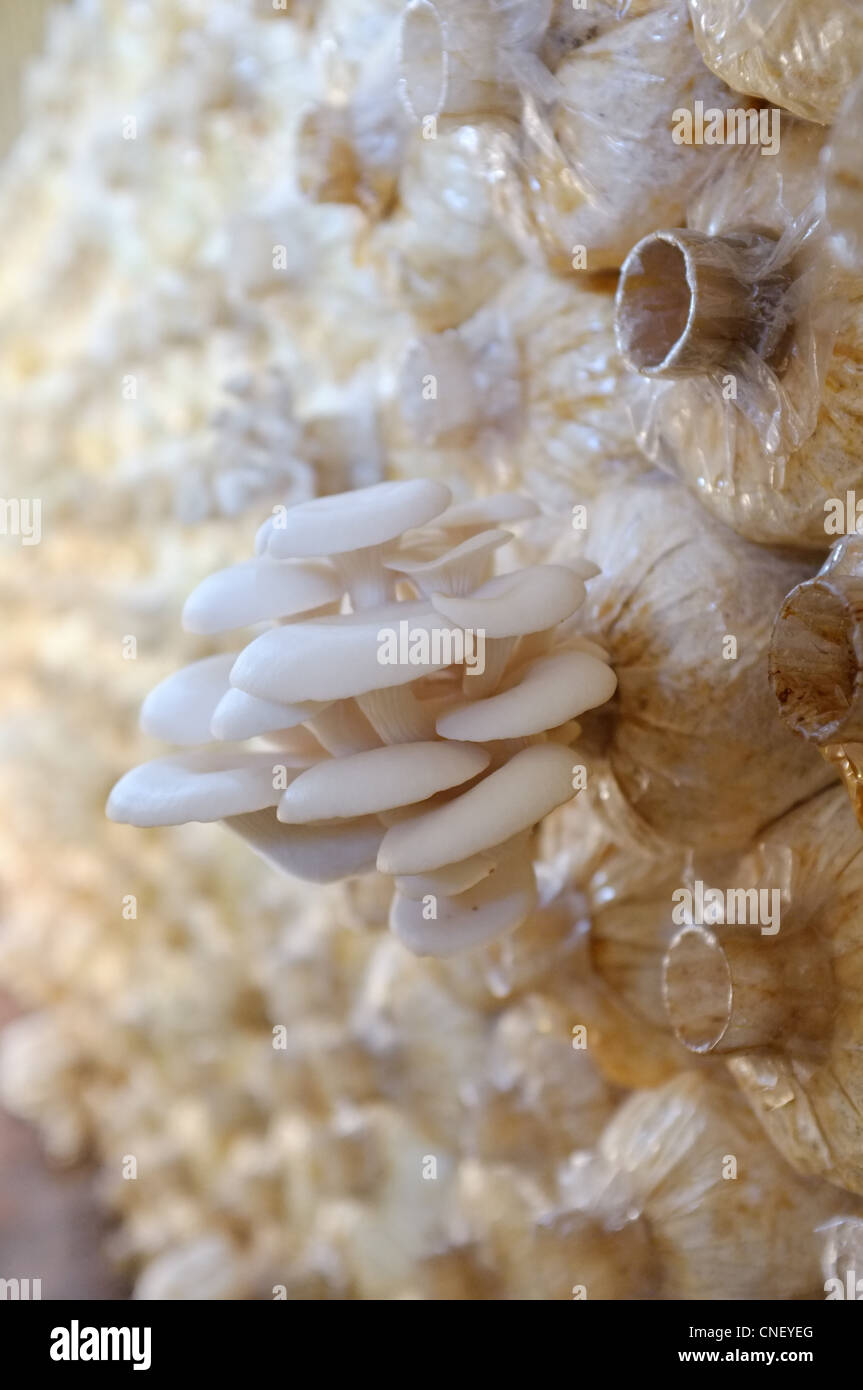 Mushroom canopy hi-res stock photography and images - Alamy