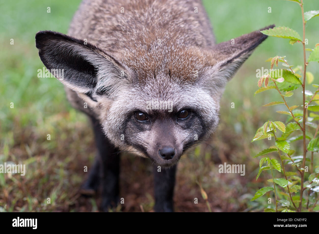Africa Animals Bat Eared Fox Big Ears Ears Fox Stock Photo - Alamy