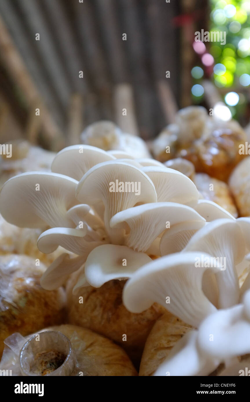 Mushrooms seen here growing under a cool, damp and shaded canopy in a ...