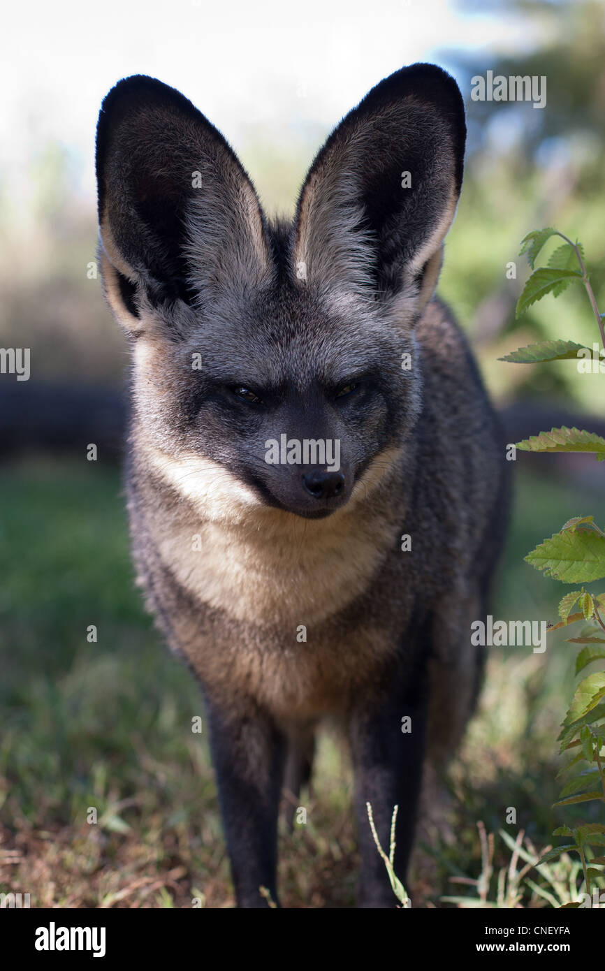 Images Of Animals With Big Ears