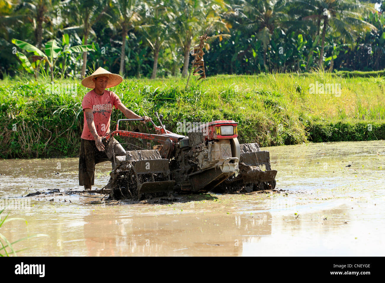 Balinese farmer using a tractor to plough his flooded rice paddy, near ...