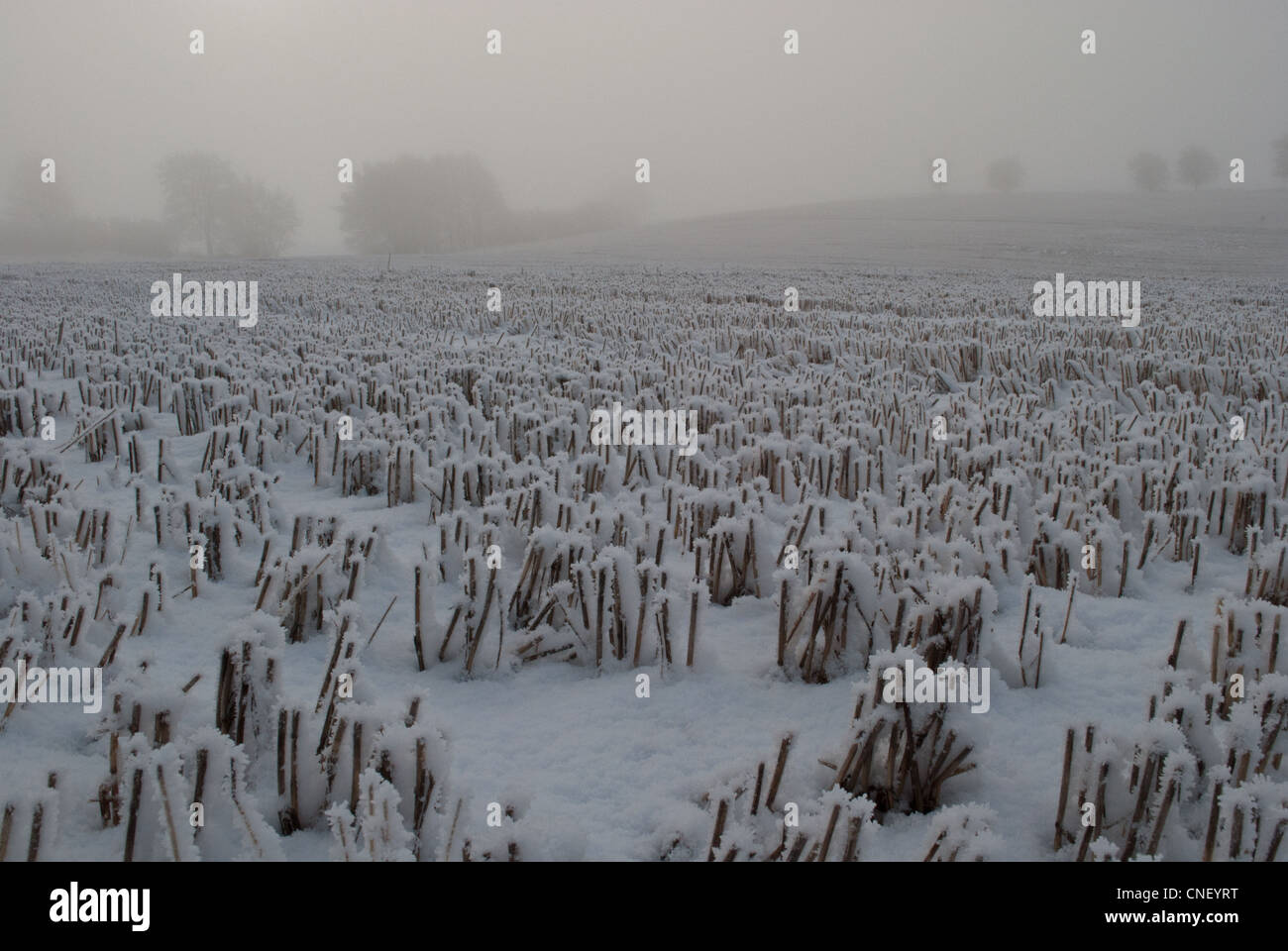 Stubble Field In Morning Mist High Resolution Stock Photography and ...