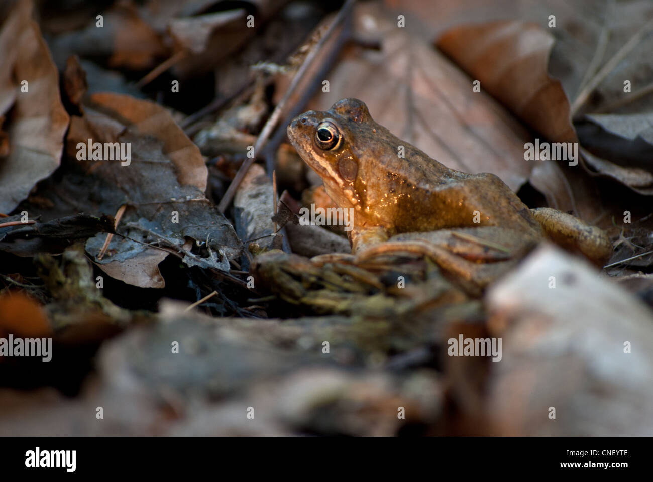 frog in morning light Stock Photo - Alamy