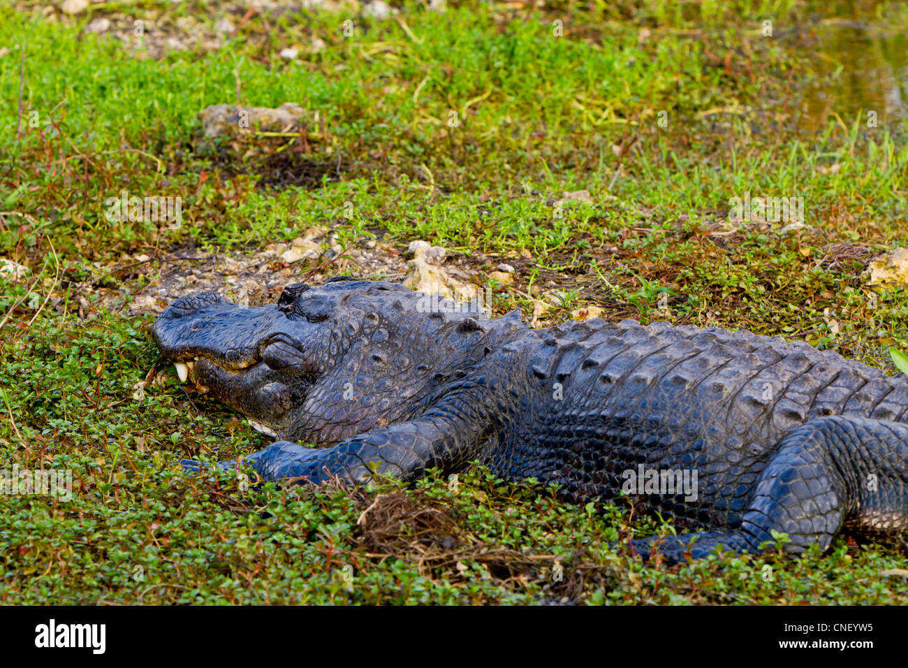 The American alligator in the Everglades National Park, Florida, USA ...