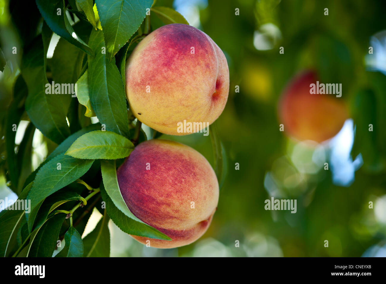 Peaches hanging from a peach tree in an orchard Stock Photo - Alamy