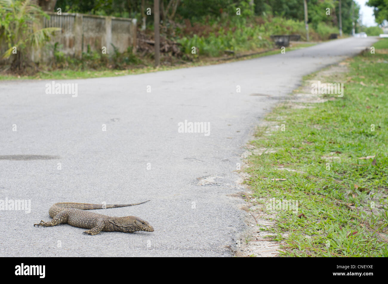 a monitor lizard is spotted on the road, Malaysia, Asia Stock Photo - Alamy