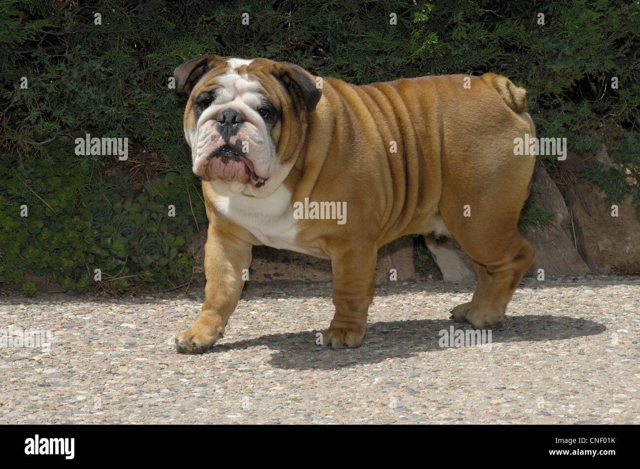 English bulldog walking Stock Photo - Alamy
