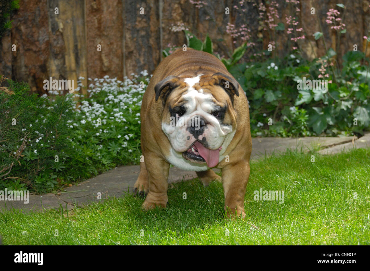 English bulldog standing in grass Stock Photo - Alamy
