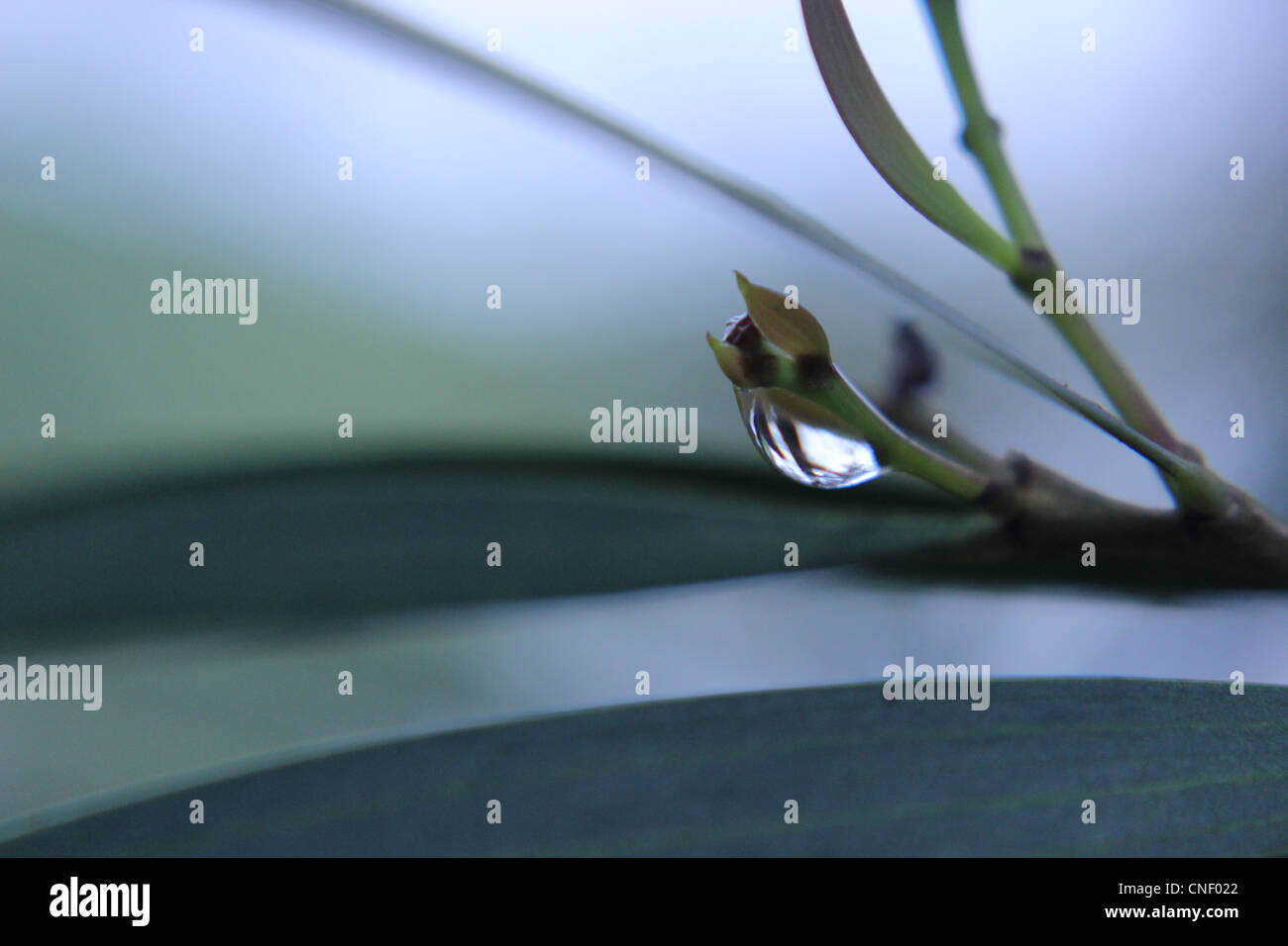 A water droplet on a fresh growing twig Stock Photo - Alamy