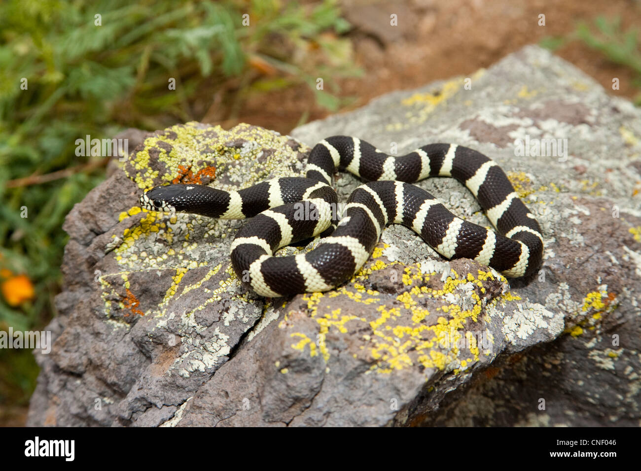 Common Kingsnake