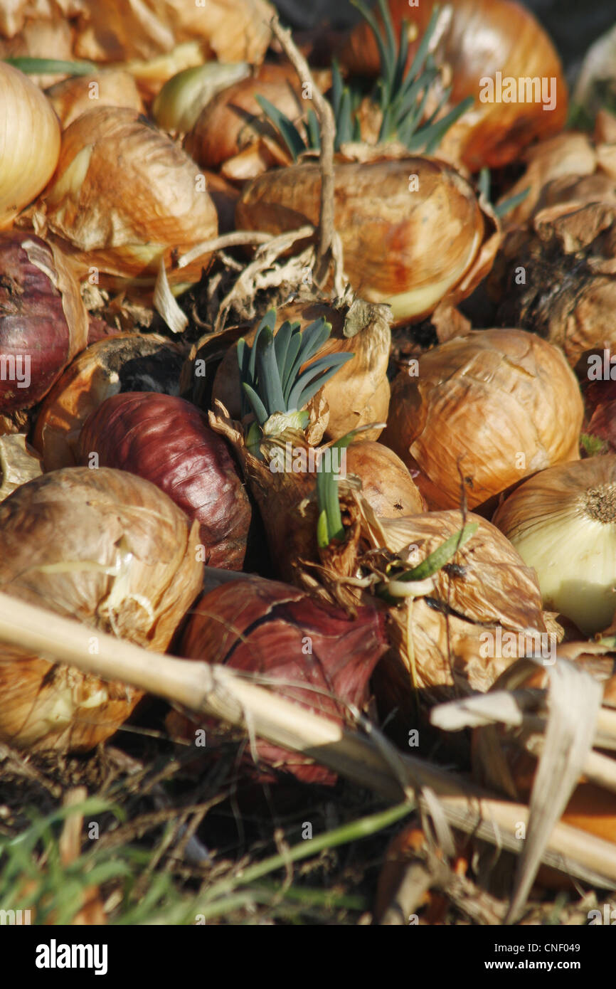 Wild onions hi-res stock photography and images - Alamy