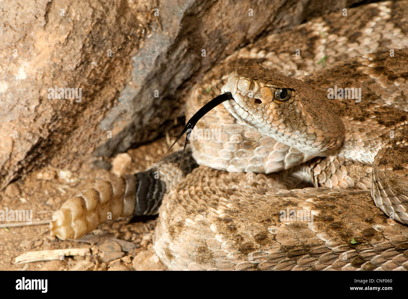Western Diamondback Rattlesnake Crotalus atrox Tucson, Pima County ...