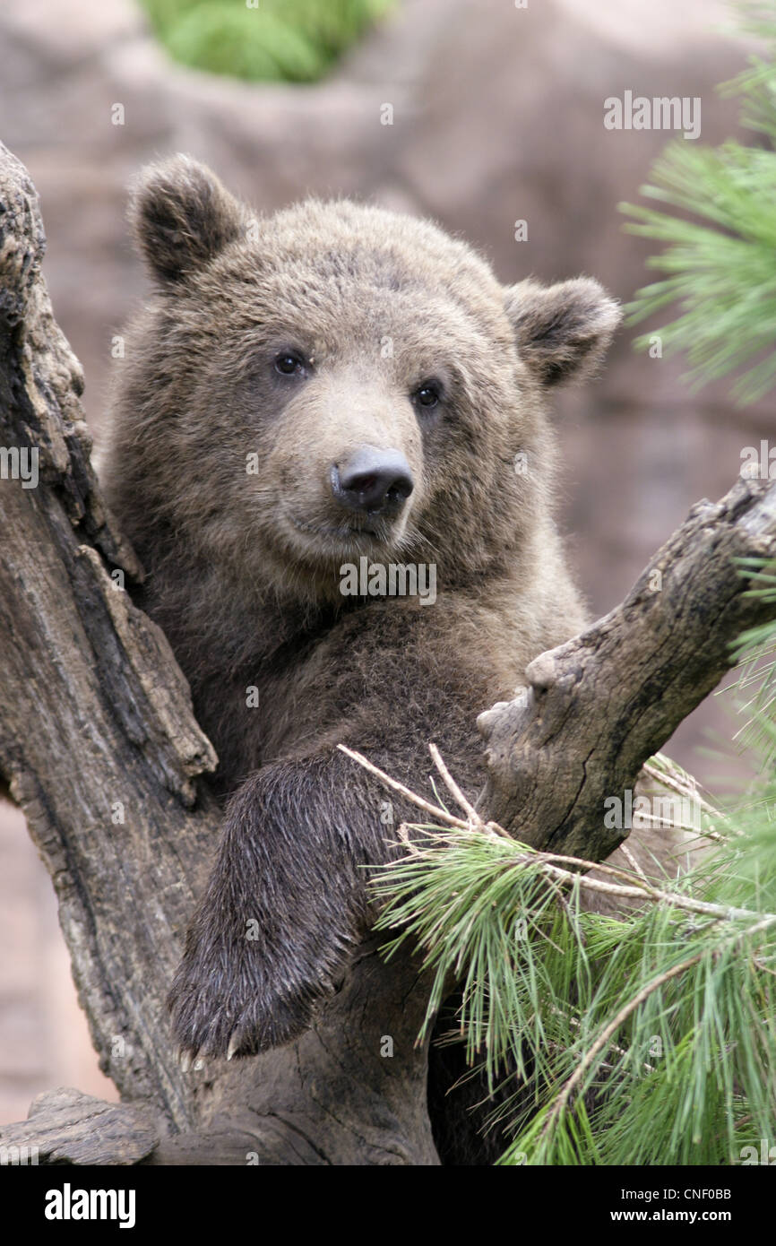 Cubs Grizzly Bear Cubs Stock Photo - Alamy