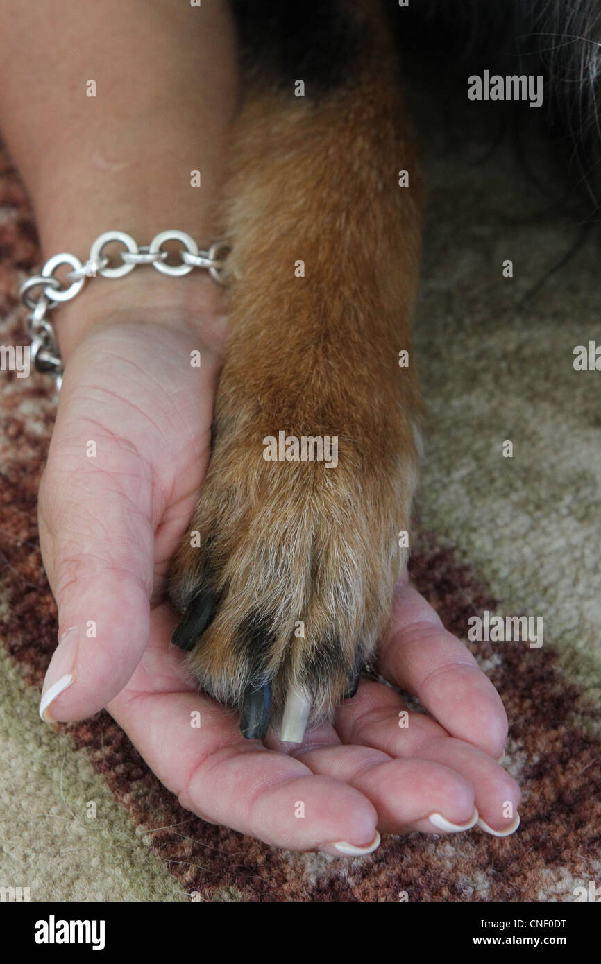 Close up paw hi-res stock photography and images - Alamy