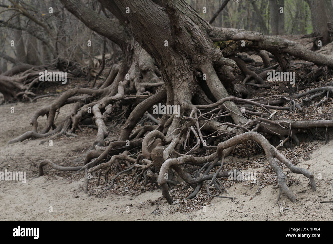 Gnarled tree roots in Minneapolis, Minnesota Stock Photo - Alamy