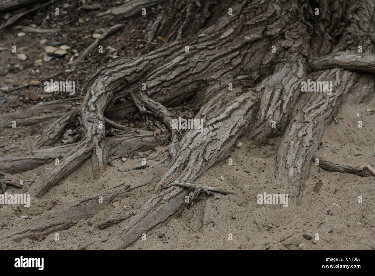 A close up of tree roots in dirt and sand Stock Photo - Alamy