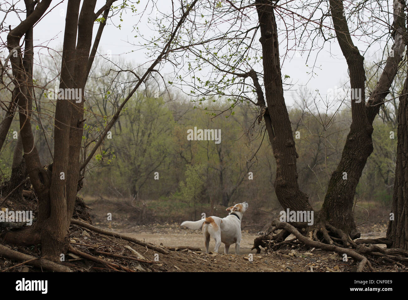 A dog smelling at the air in the woods Stock Photo - Alamy