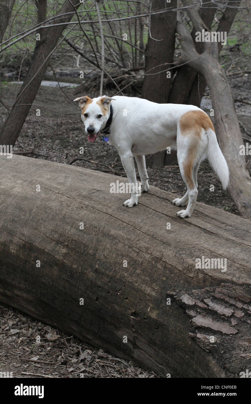 Dog tree log hi-res stock photography and images - Alamy