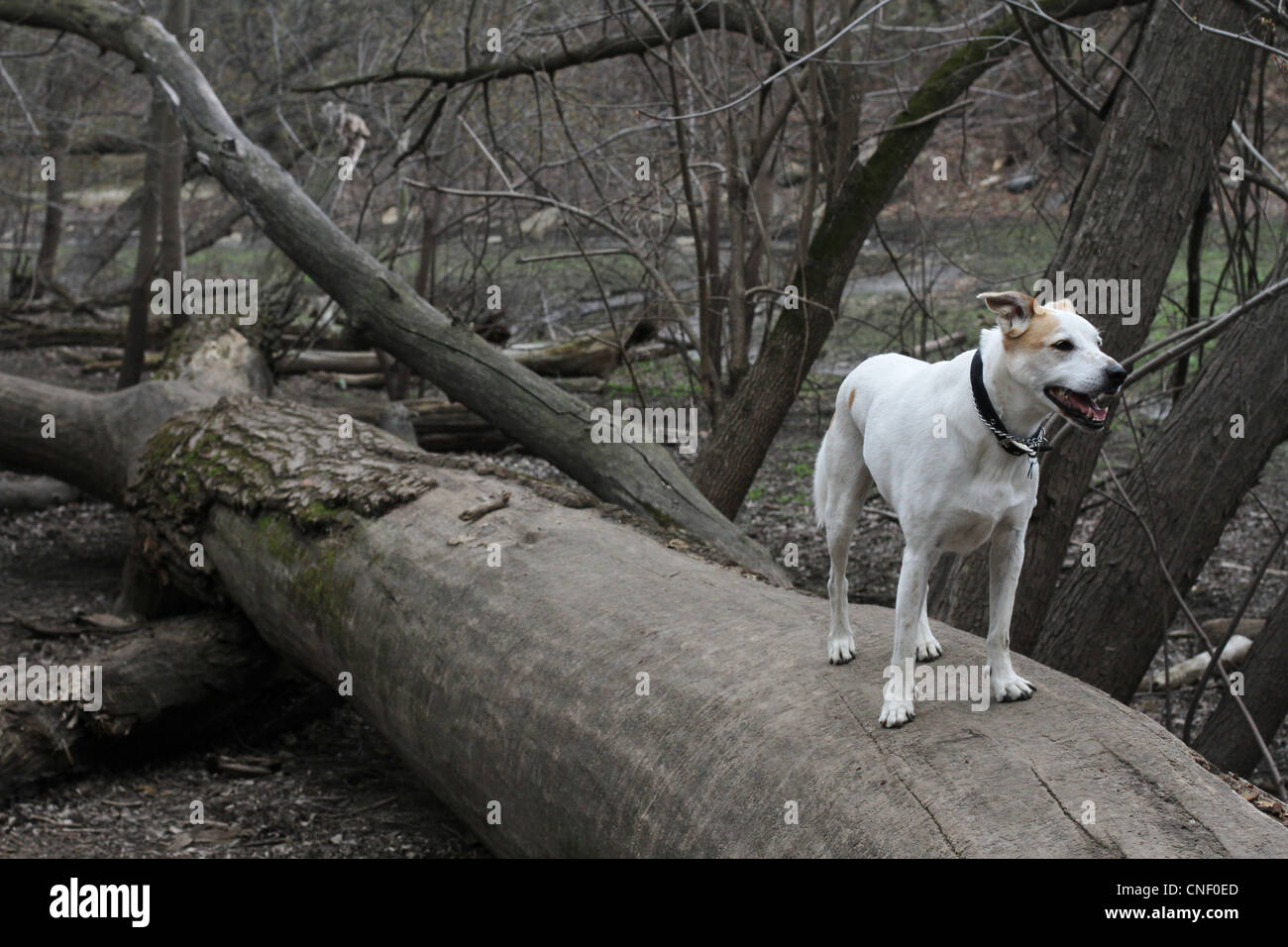 Dog tree log hi-res stock photography and images - Alamy