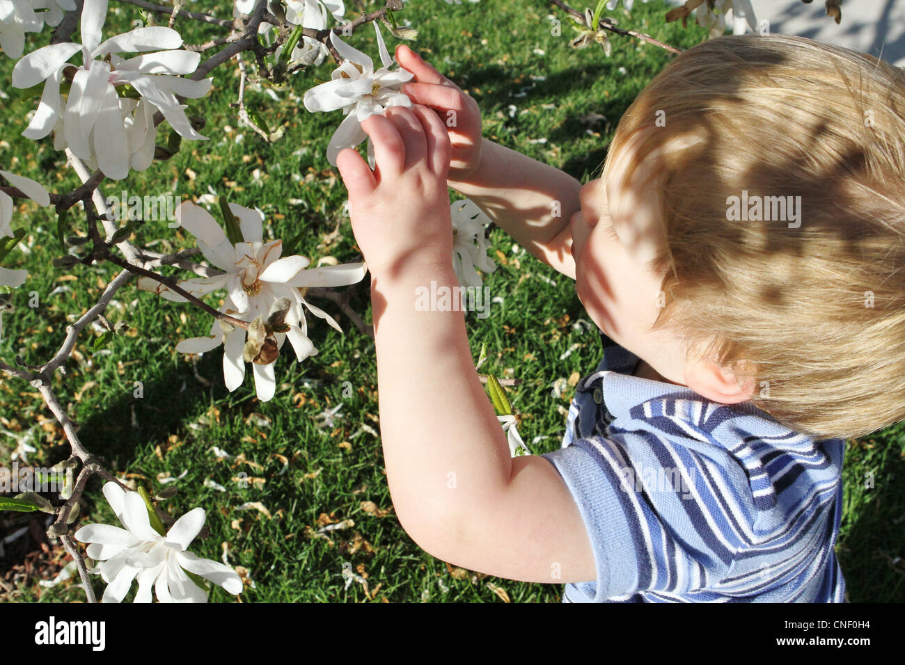 A little boy smelling a flower on a magnolia tree Stock Photo - Alamy