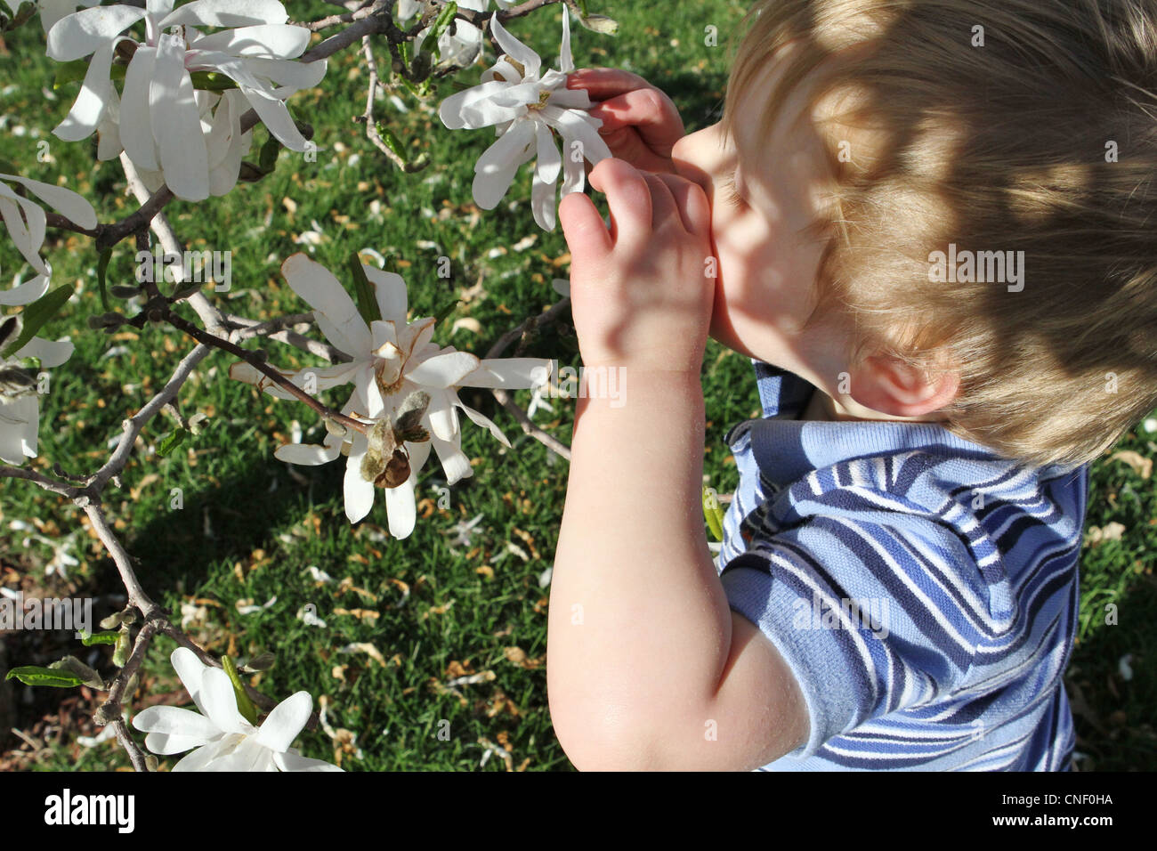 A little boy smelling a flower on a magnolia tree Stock Photo - Alamy