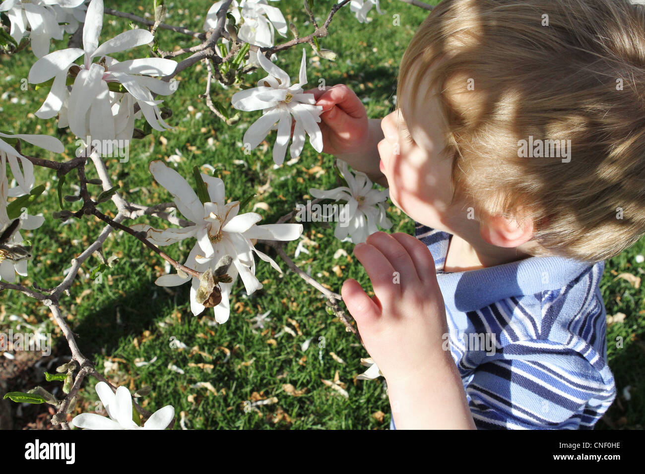 A little boy smelling a flower on a magnolia tree Stock Photo - Alamy