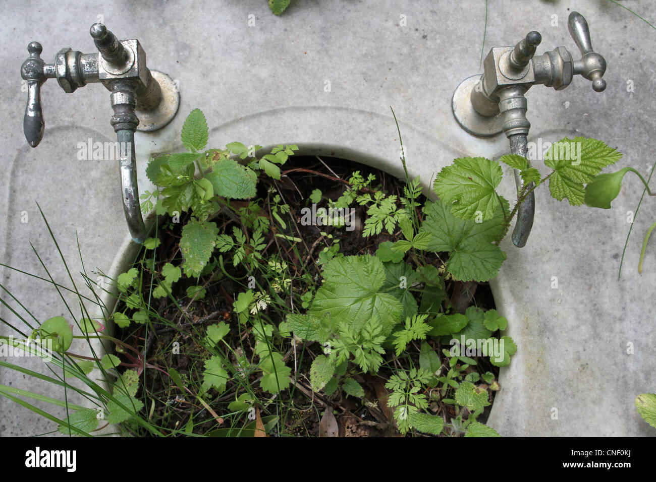 Plants growing up through a hole in an old discarded sink Stock Photo ...