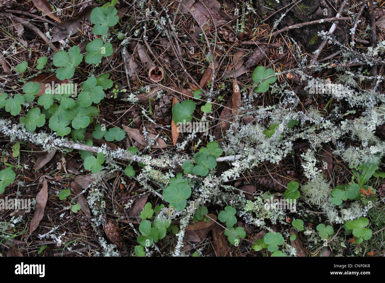 A close up of the forest floor Stock Photo - Alamy