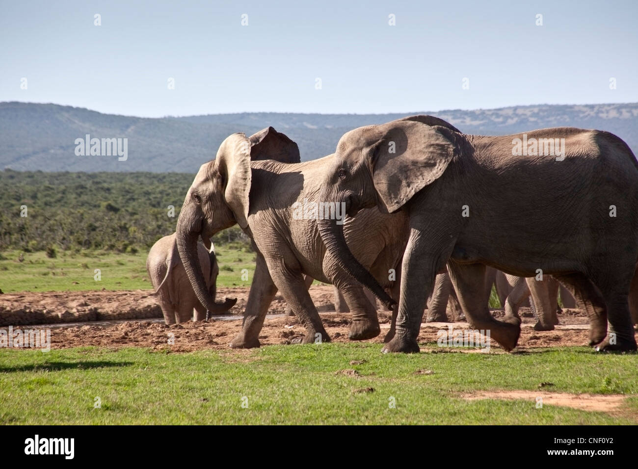 African elephants interacting waterhole hi-res stock photography and ...