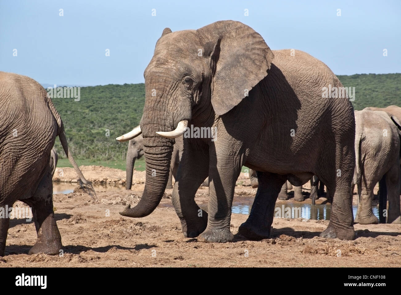 African elephants interacting waterhole hi-res stock photography and ...