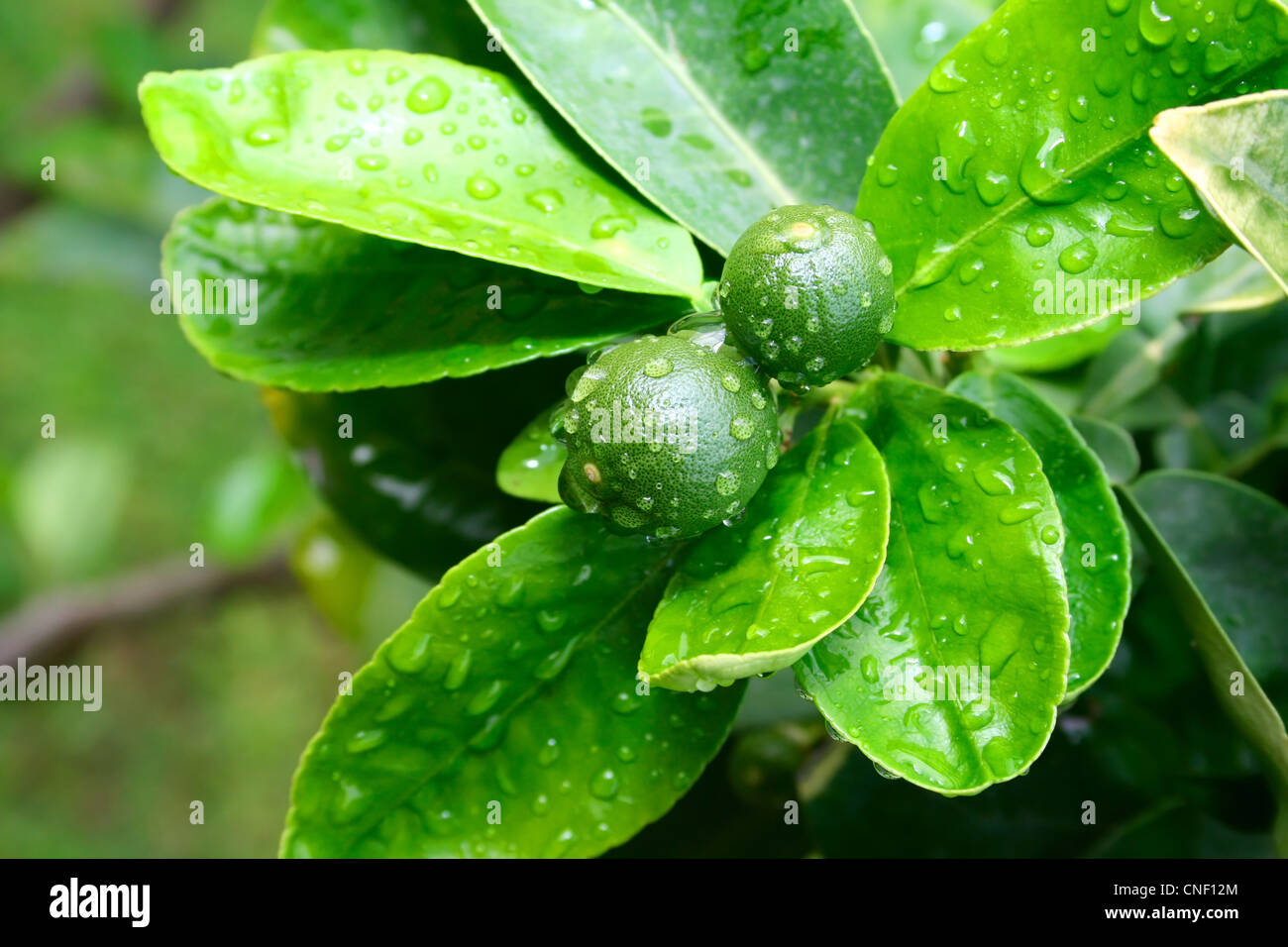 Drops on leaves lemon tree hi-res stock photography and images - Alamy