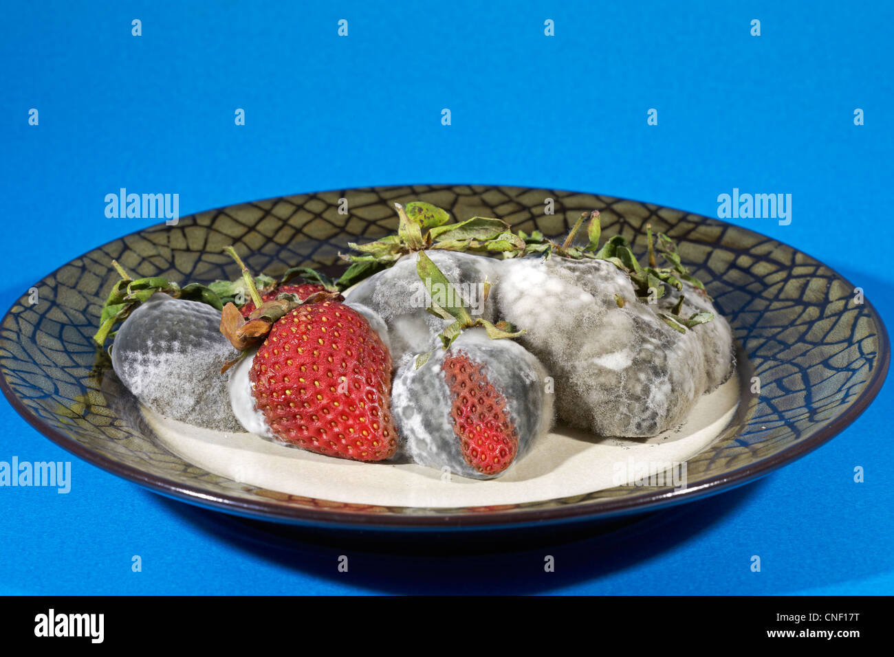 Bowl of Rotting Mouldy Strawberries on a blue background Stock Photo ...