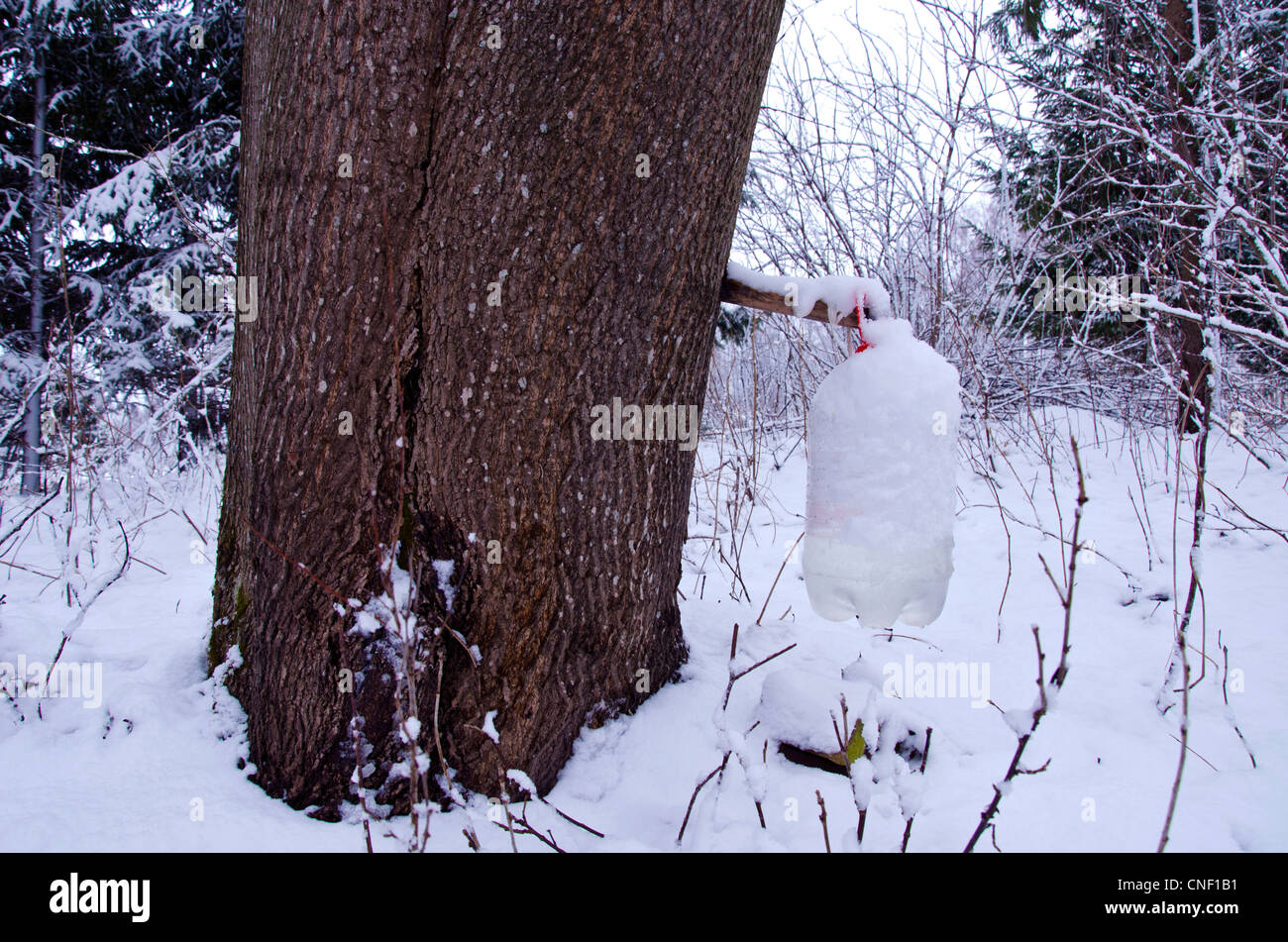 Sap spring hi-res stock photography and images - Alamy