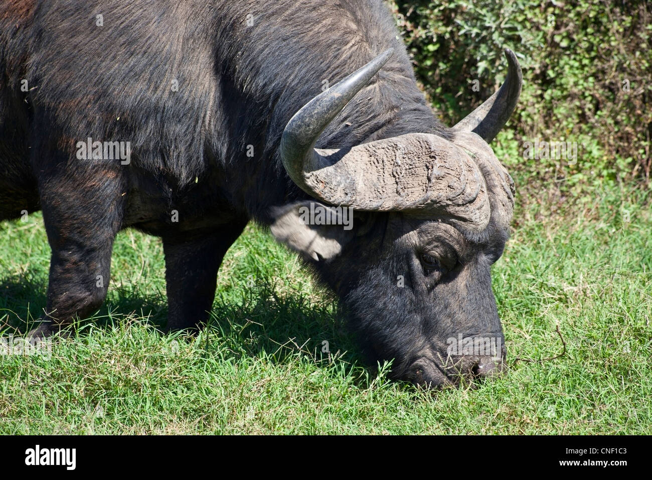 Cape buffalo, South Africa Stock Photo - Alamy
