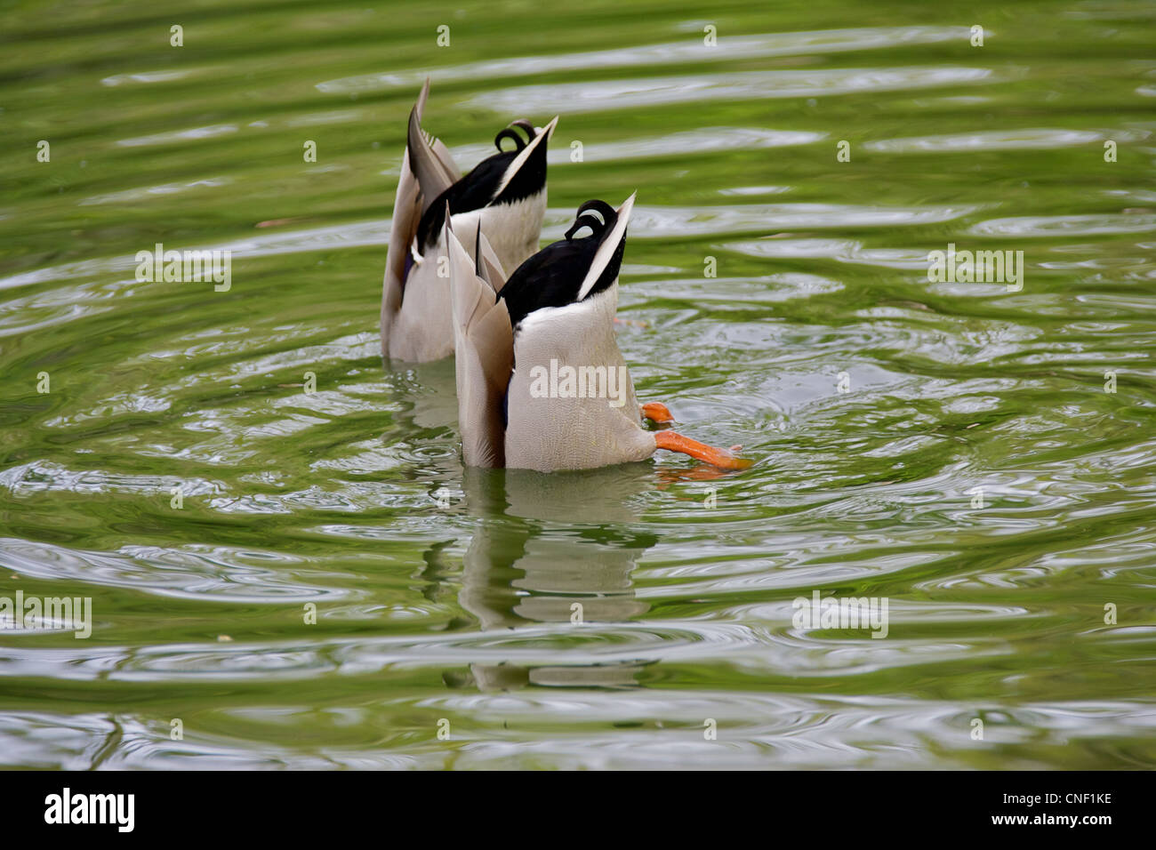 A Pair of Ducks Bobbing Stock Photo - Alamy