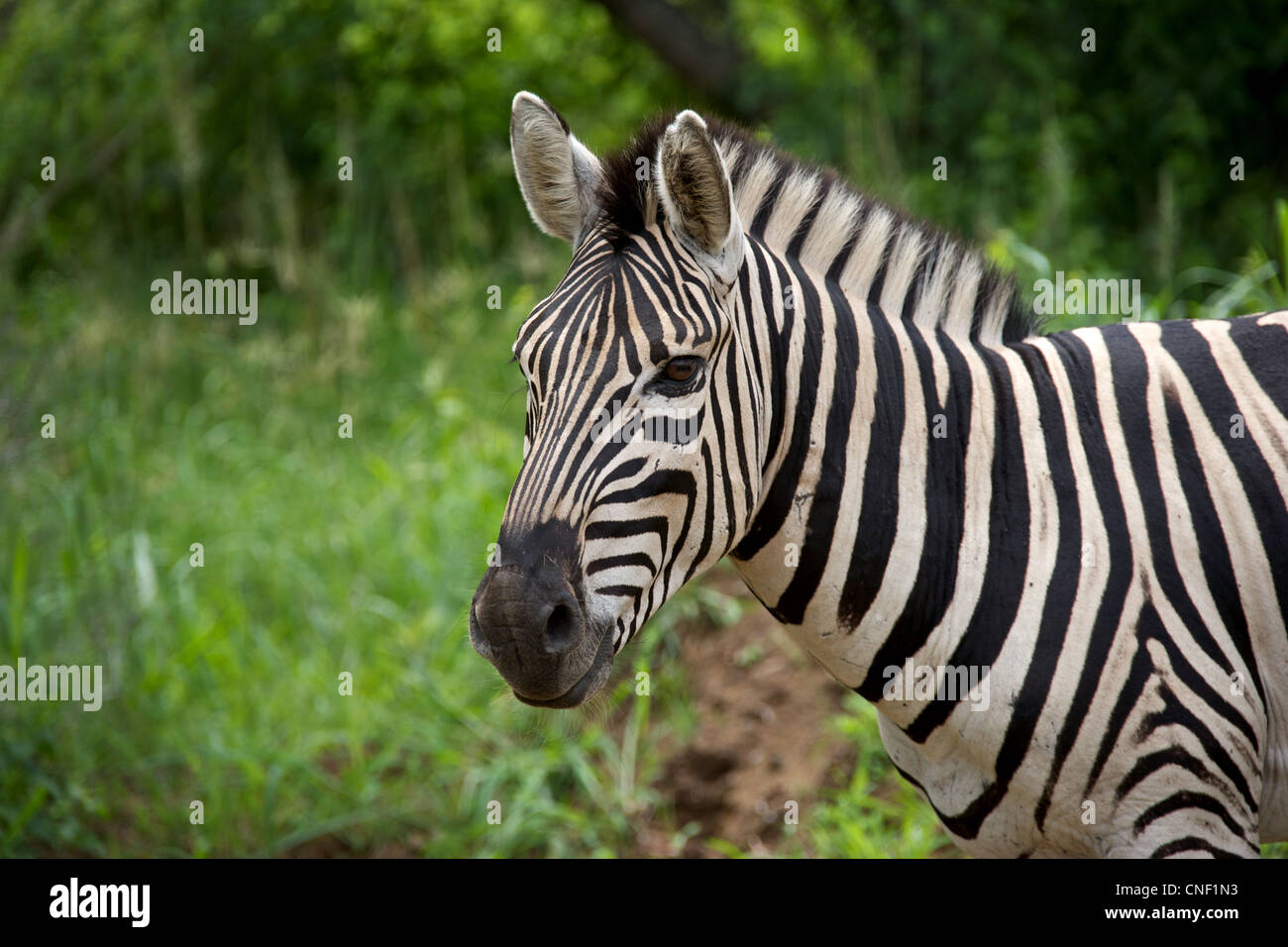 Zebra david hi-res stock photography and images - Alamy