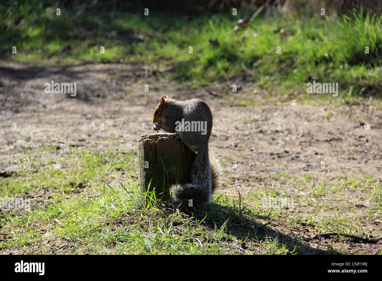 Squirrel having lunch Stock Photo - Alamy