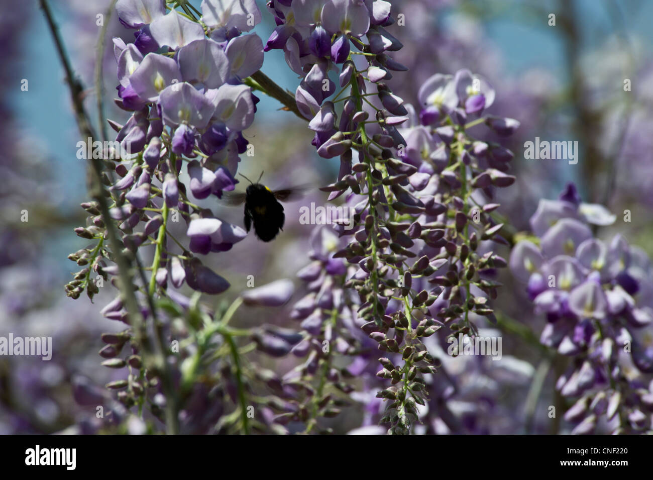 Bumble bee pollinating Stock Photo - Alamy