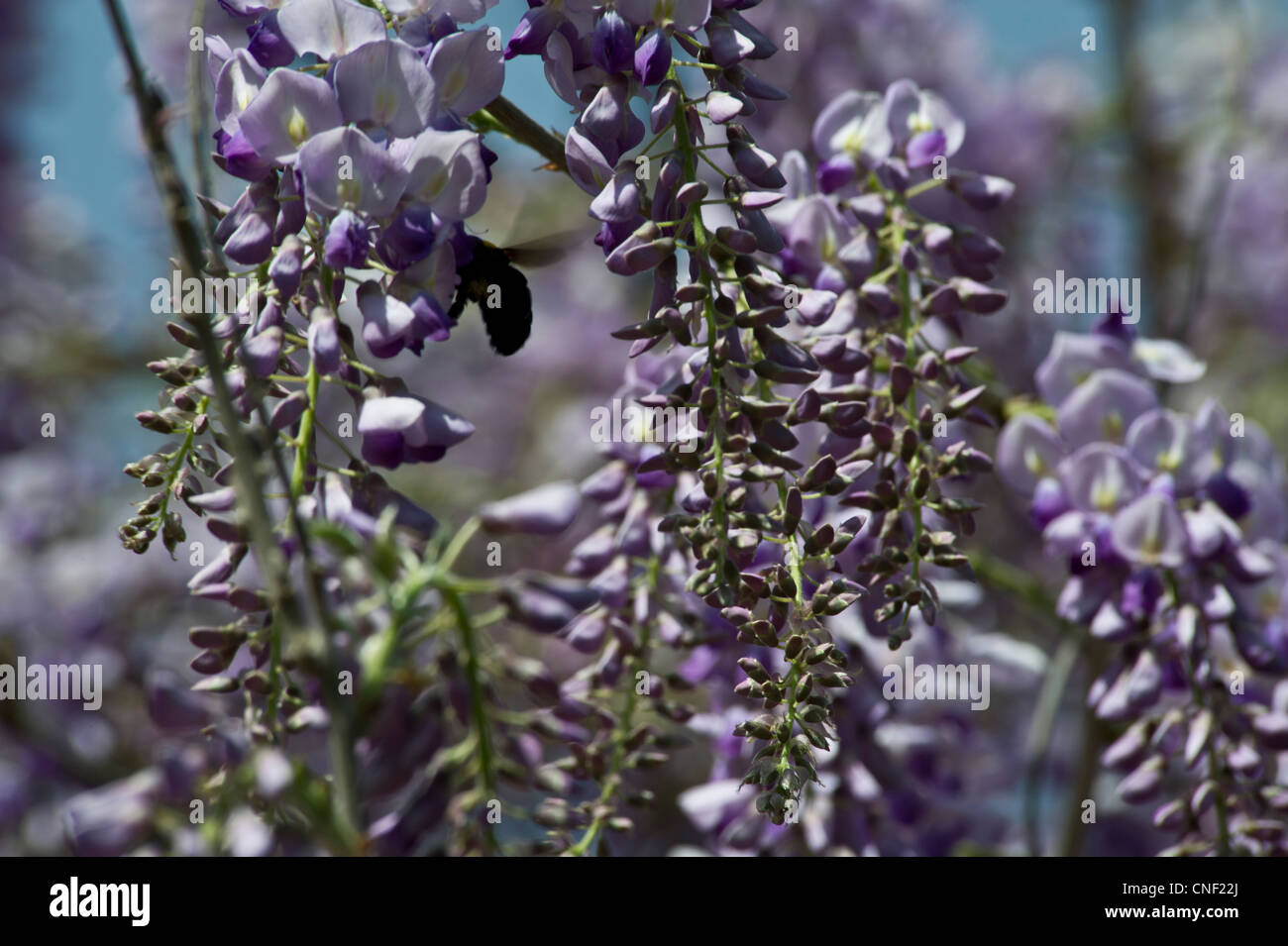 Bumble bee pollinating Stock Photo - Alamy