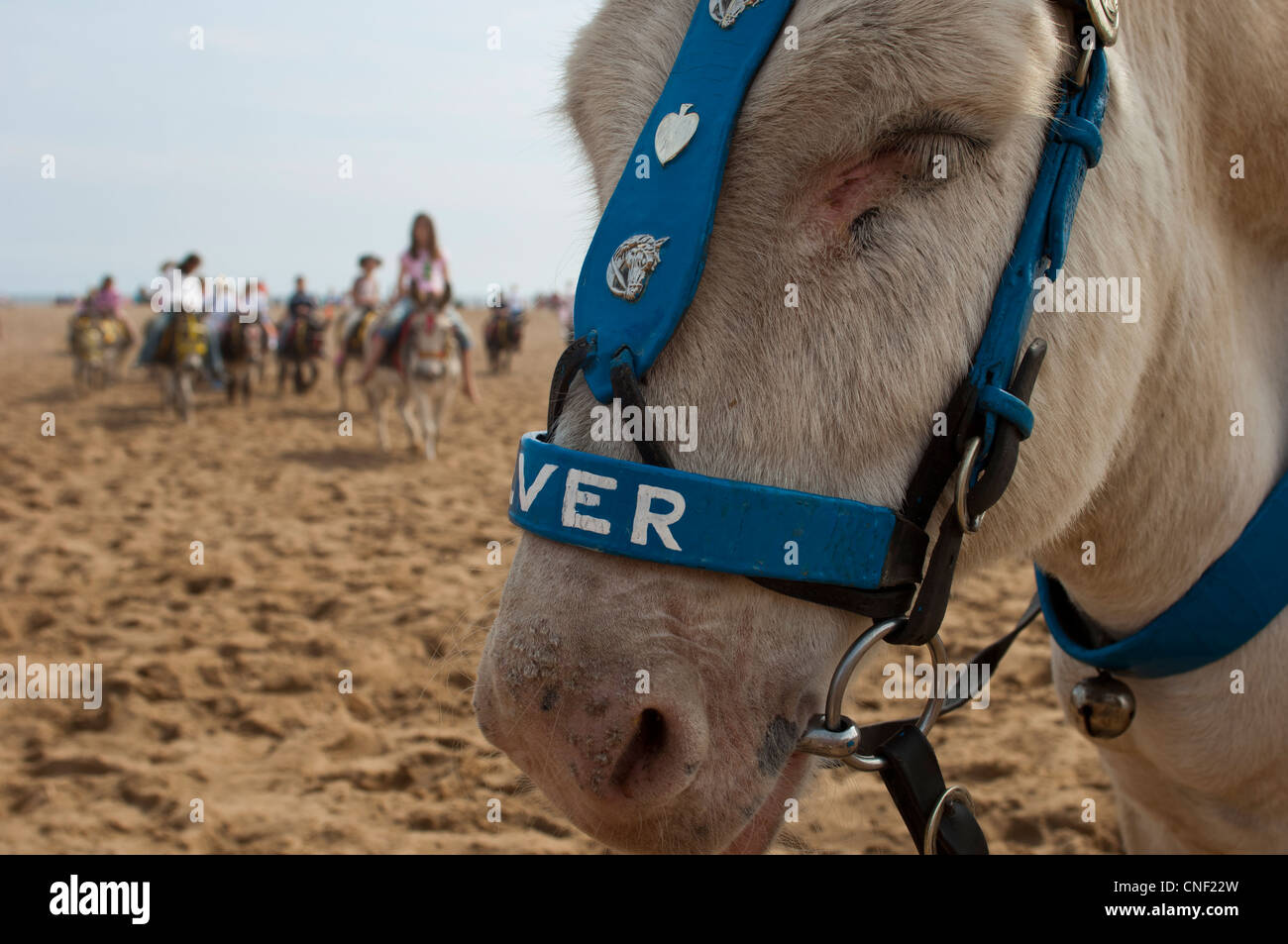 Seaside donkey rides on the beach at Skegness, Lincolnshire. England UK ...