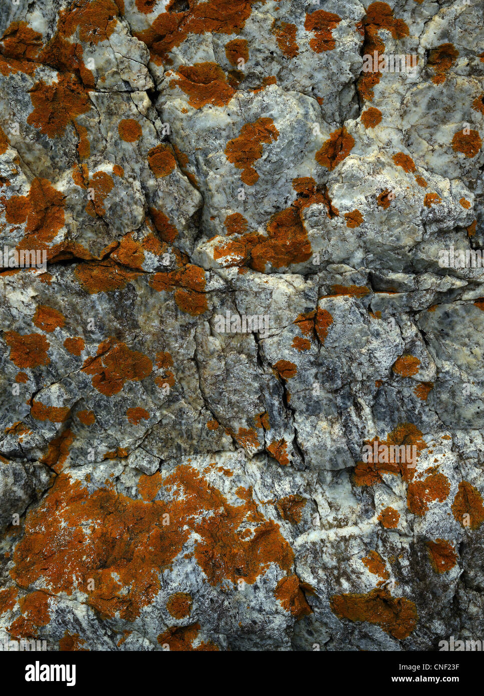 Orange Lichen on a cubic metre quartz boulder near Camel Rock, NSW ...